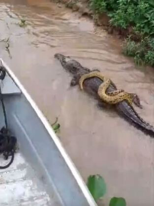 Vídeo viraliza na internet de uma sucuri 'devorando' jacaré